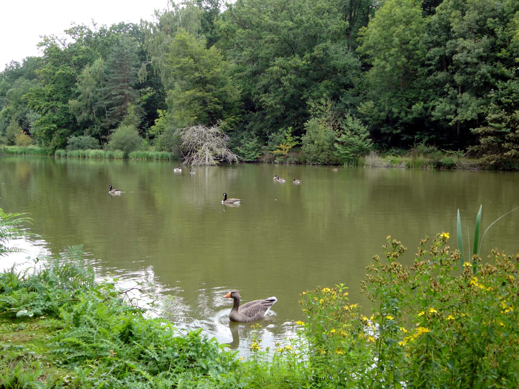 ETANG 2 - Conseil départemental des Yvelines