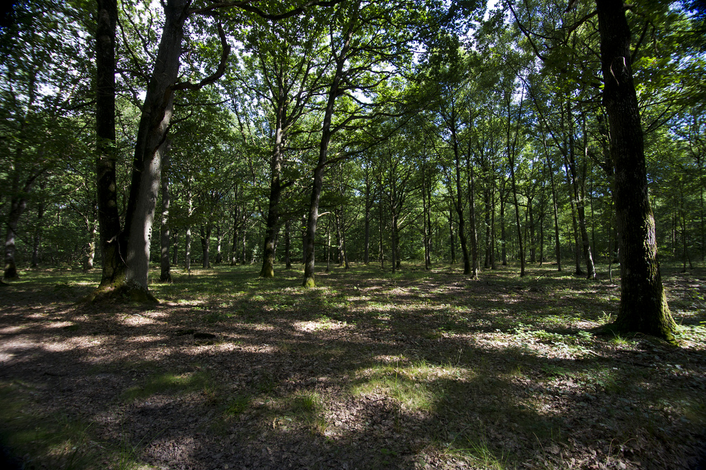 - Conseil départemental des Yvelines